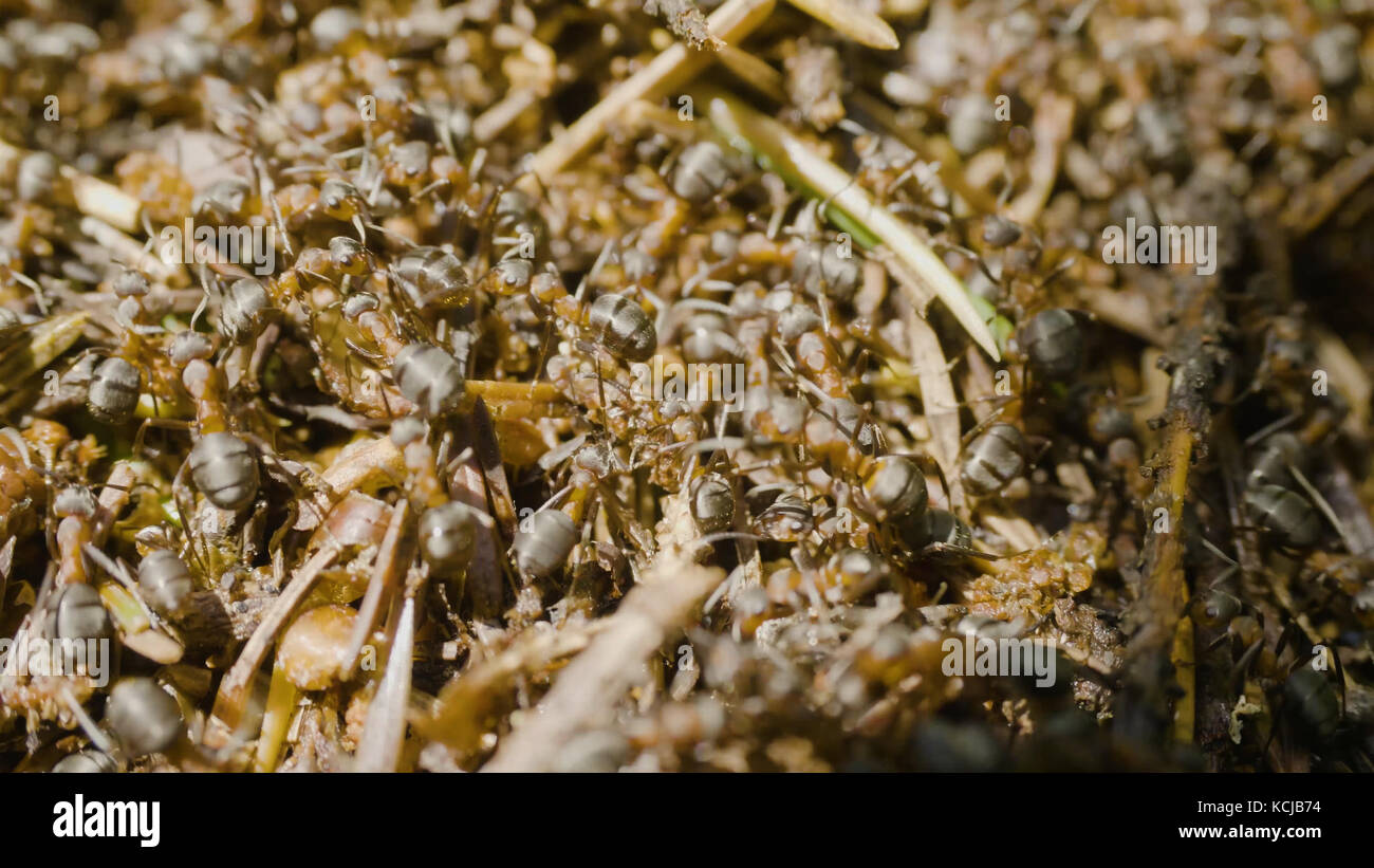 Ants building an anthill. Colony insects. Macro. Red forest ants ...