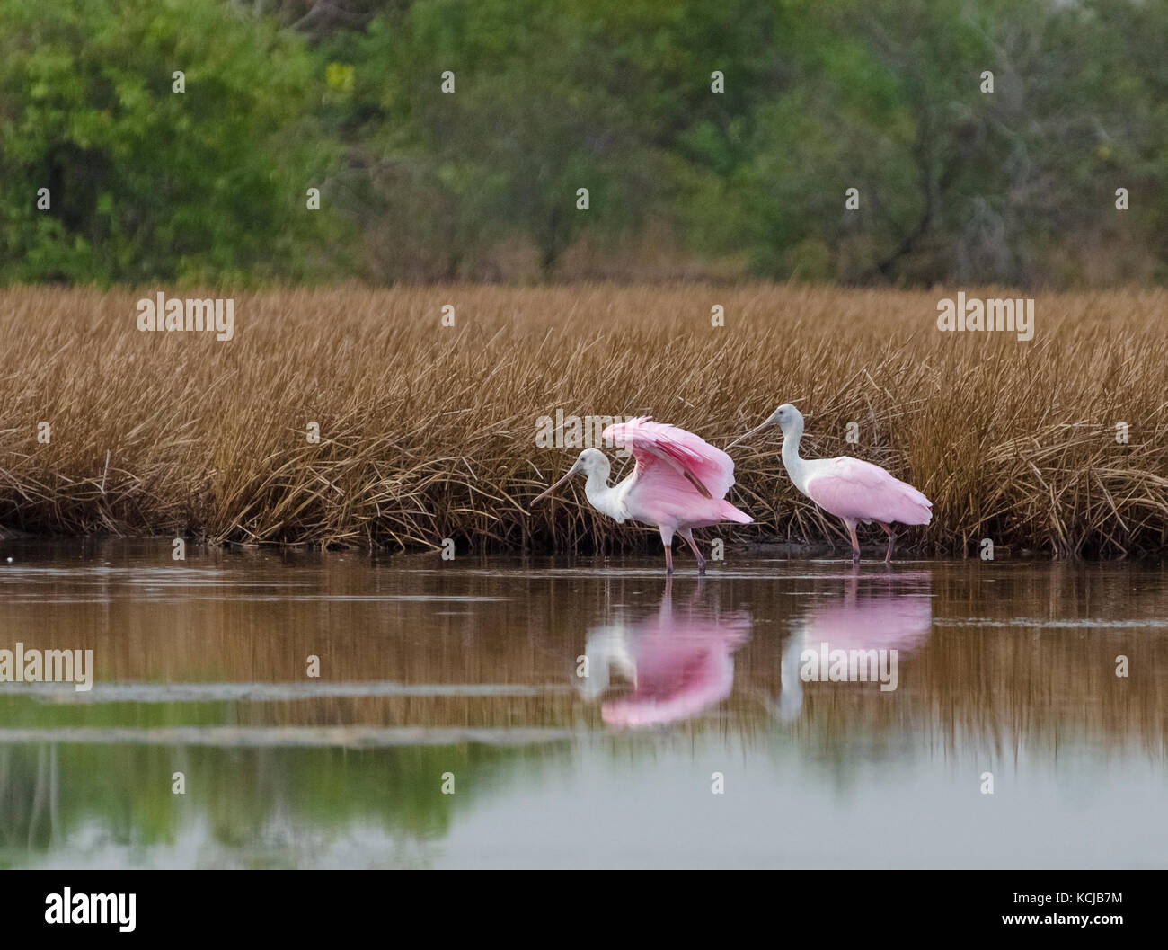 Roseate Spoonbills (Platalea ajaja) in early morning sunlight in Caroni ...