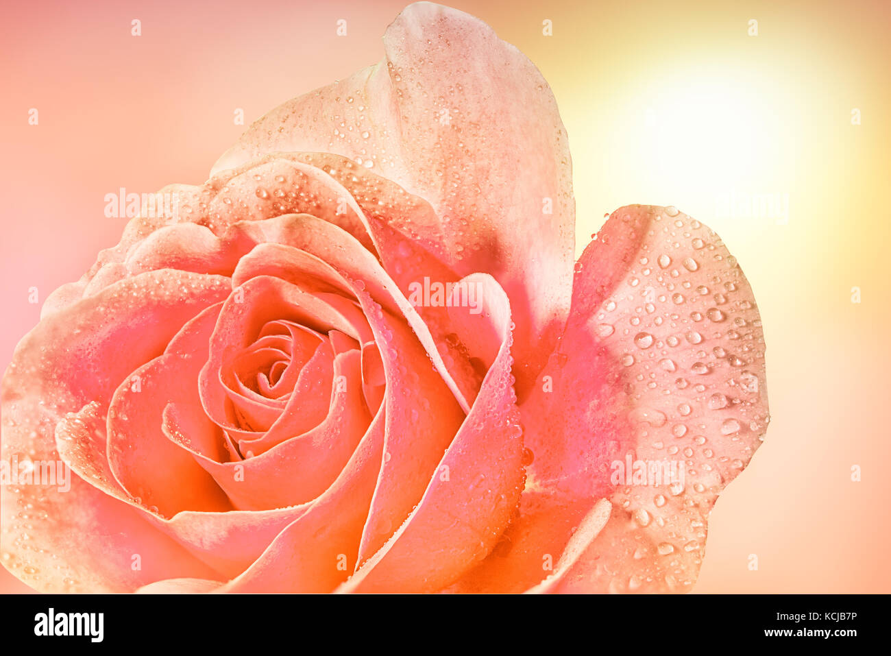 Roses and water drops in soft color, Made with blur style for ...
