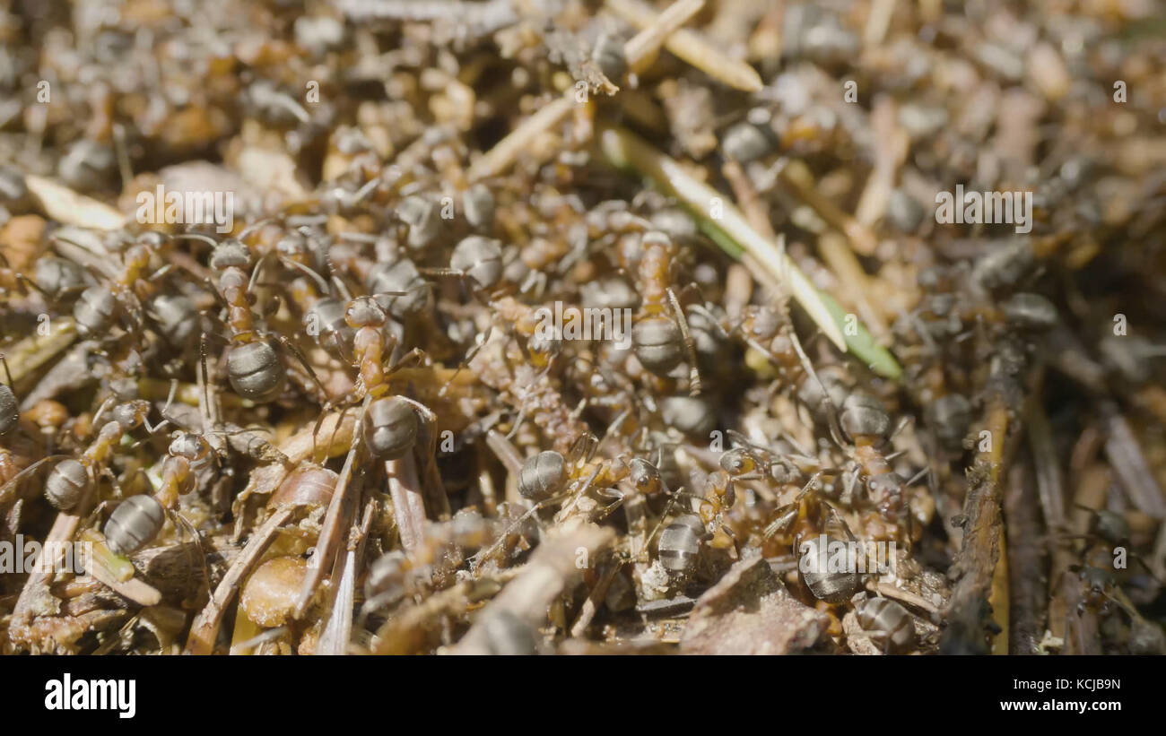 Ants building an anthill. Colony insects. Macro. Red forest ants ...