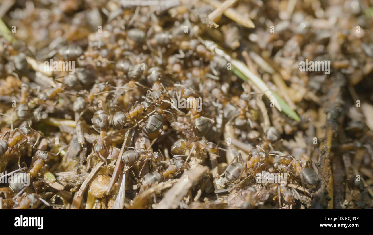 Ants building an anthill. Colony insects. Macro. Red forest ants ...