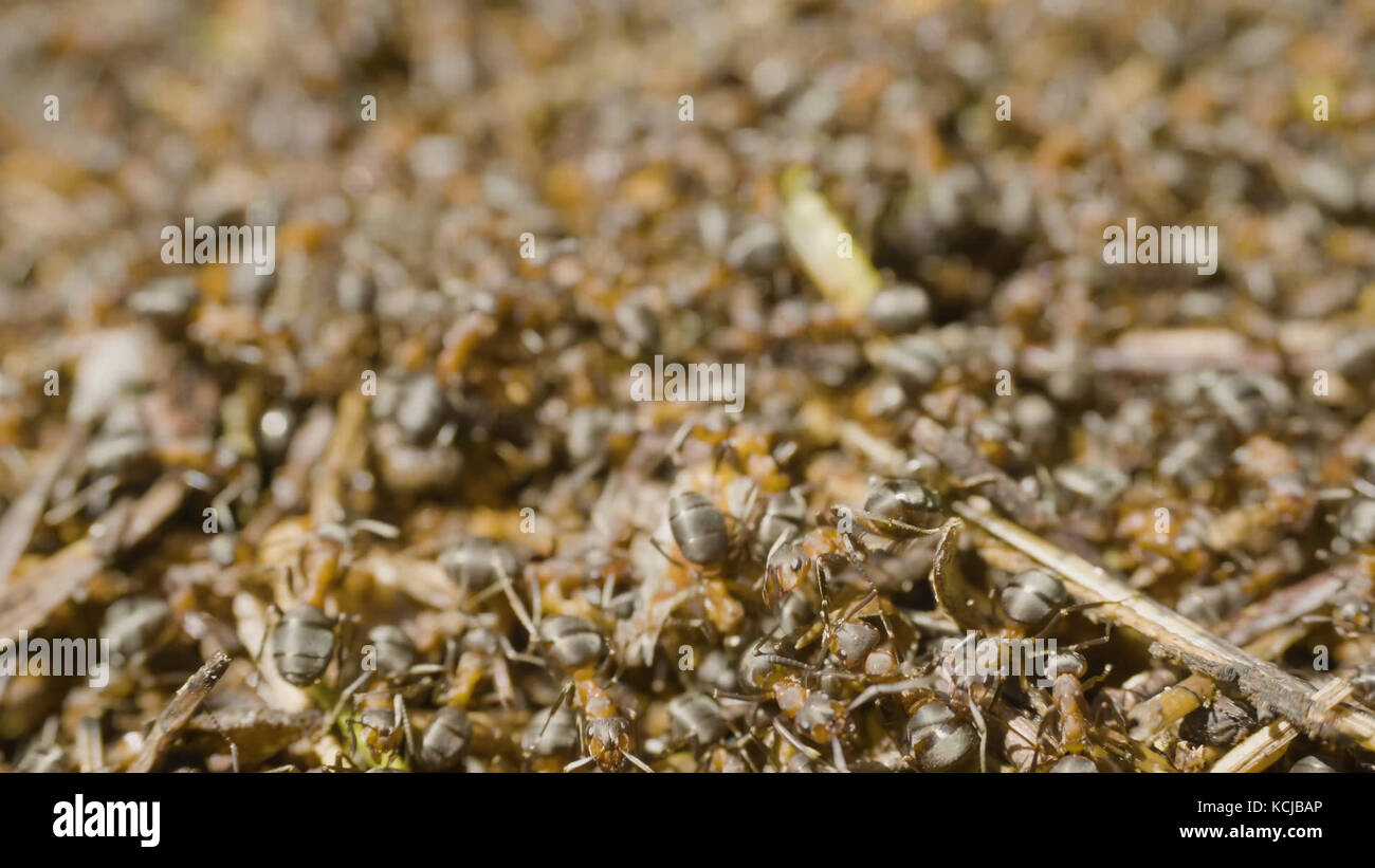 Ants building an anthill. Colony insects. Macro. Red forest ants ...