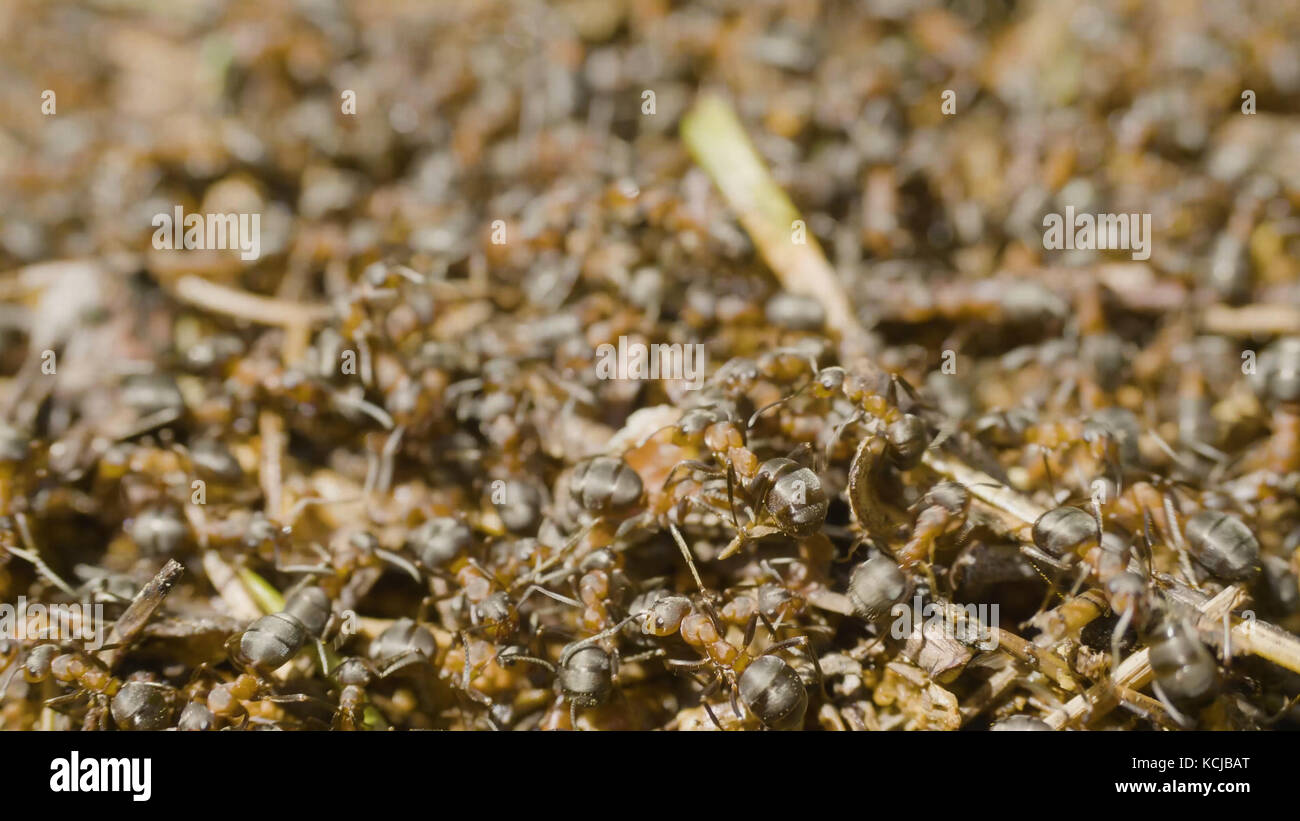 Ants building an anthill. Colony insects. Macro. Red forest ants ...