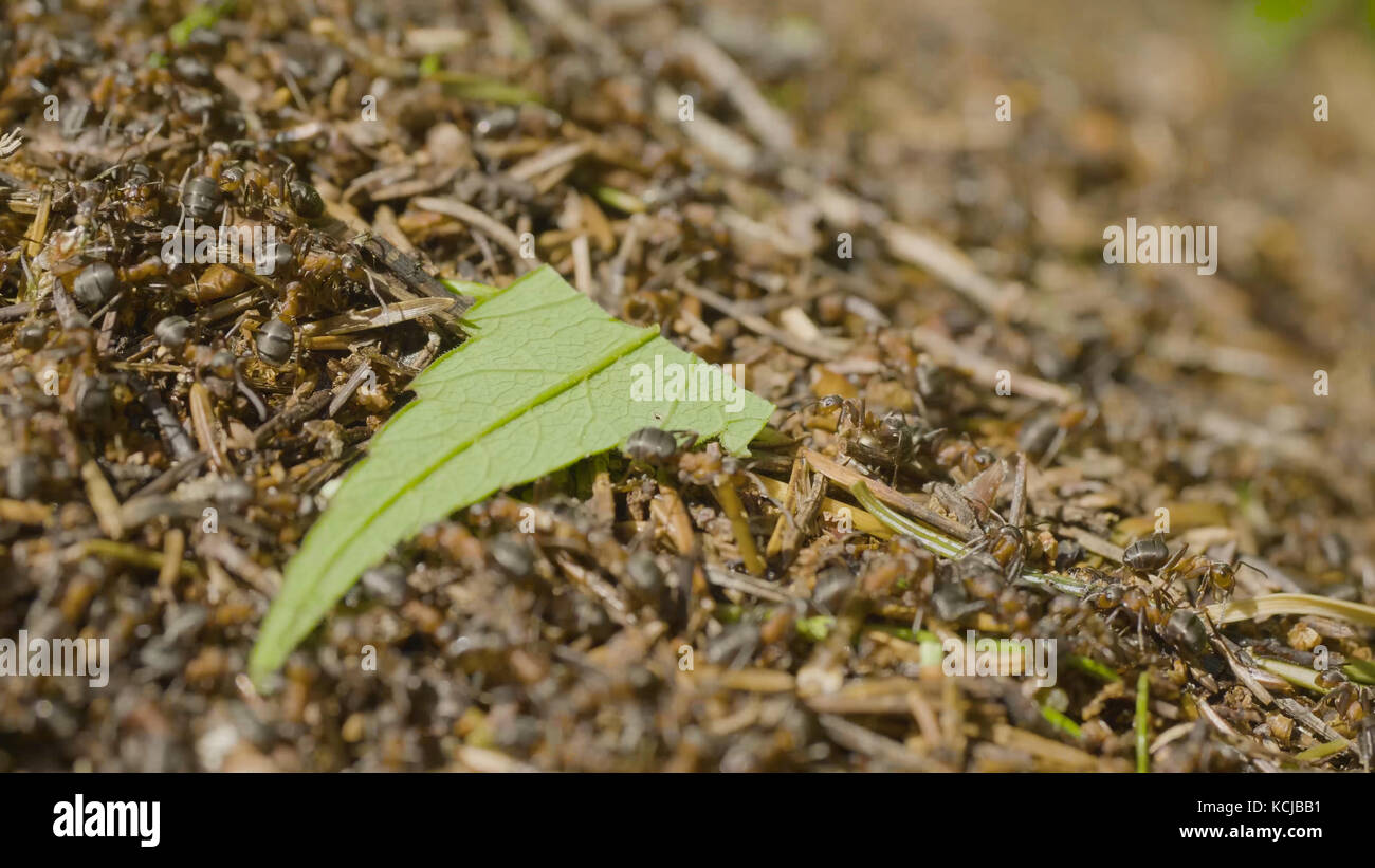 Ants moving in anthill Marco many insects background. Closeup life of ...