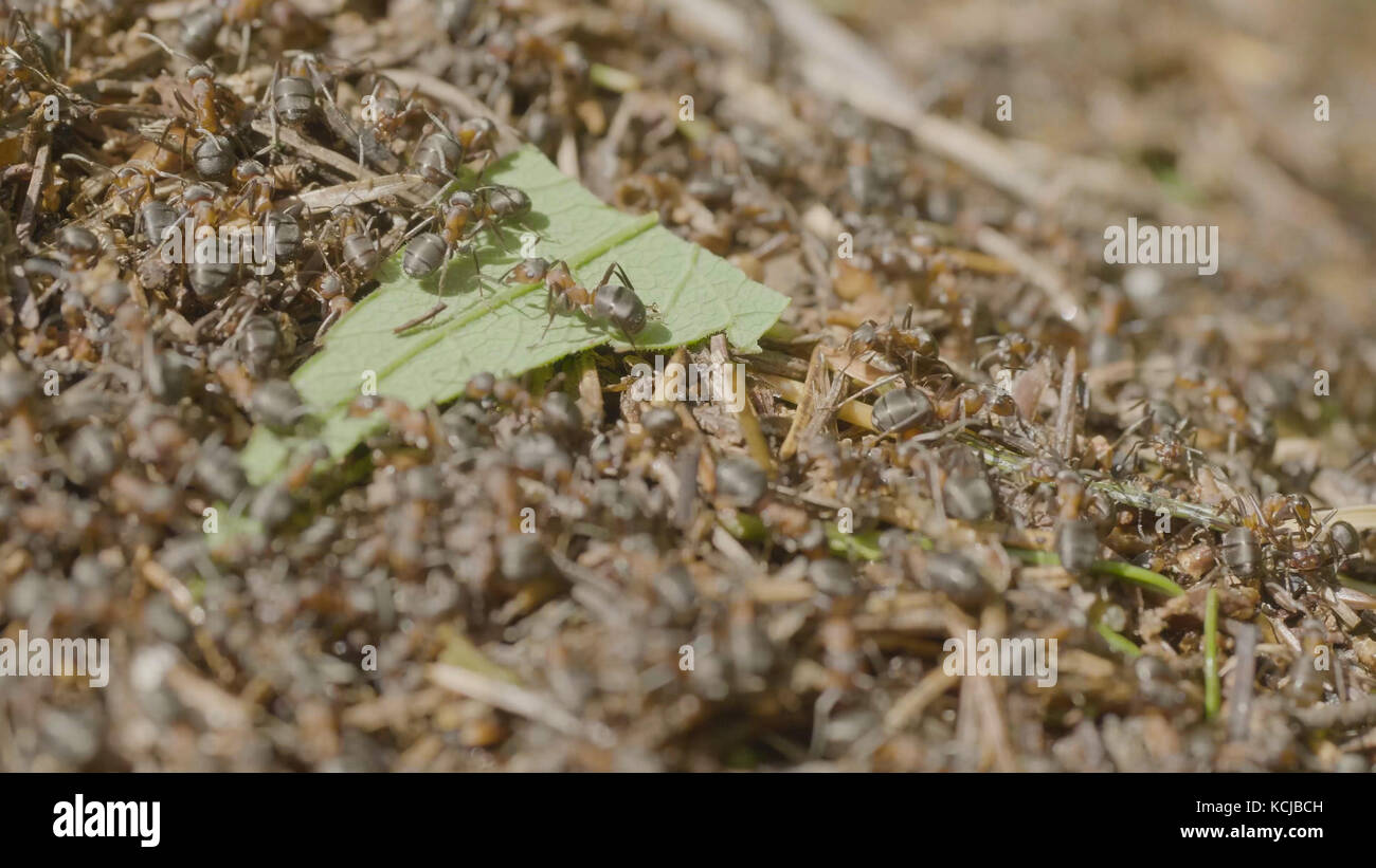 Ants moving in anthill Marco many insects background. Closeup life of ...