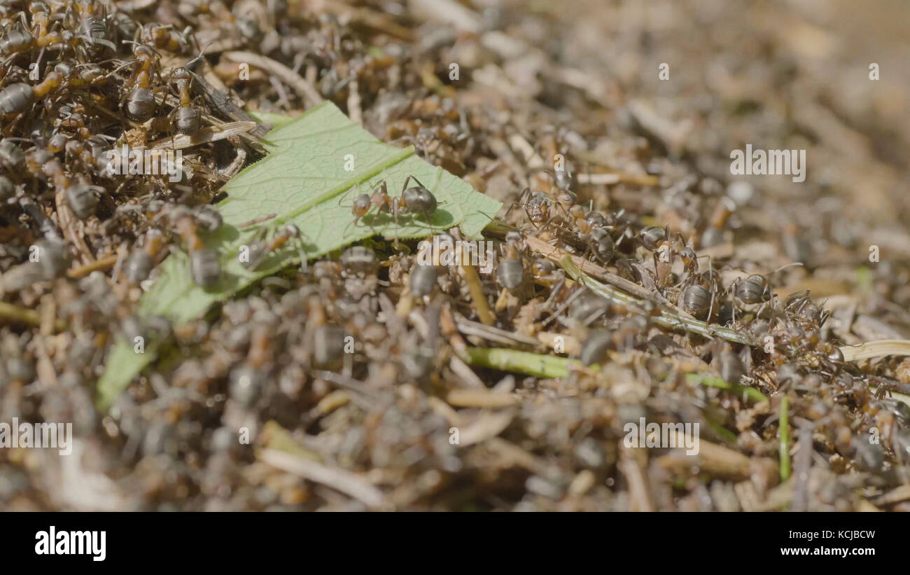 Ants moving in anthill Marco many insects background. Closeup life of ...