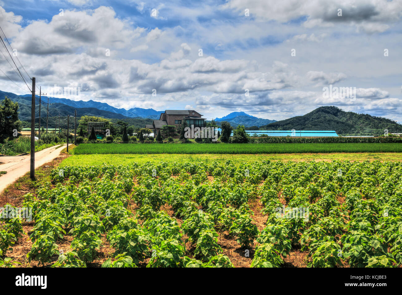 Landscape of Korean farmland in summer Stock Photo - Alamy