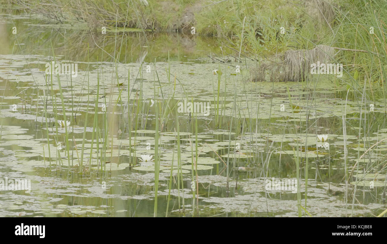 Water lily in swamp. Lotus in nature on natural background. White Lotus ...