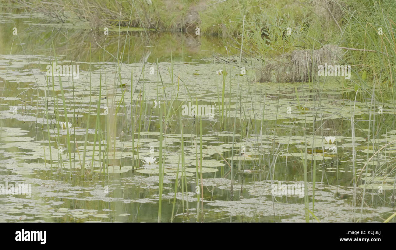 Water lily in swamp. Lotus in nature on natural background. White Lotus ...