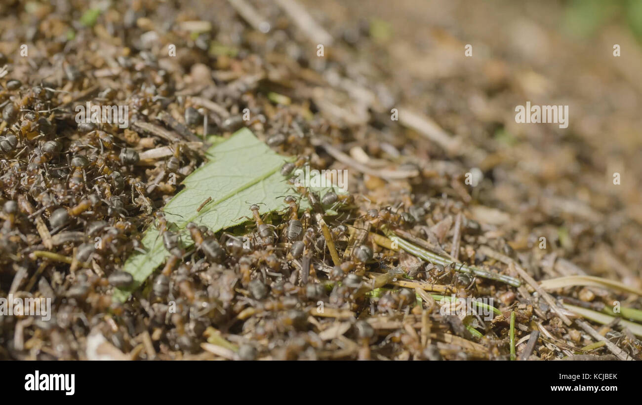 Ants moving in anthill Marco many insects background. Closeup life of ...