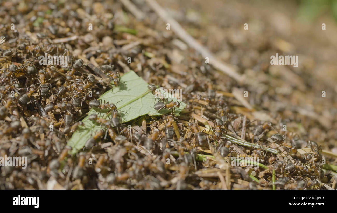 Ants moving in anthill Marco many insects background. Closeup life of ...