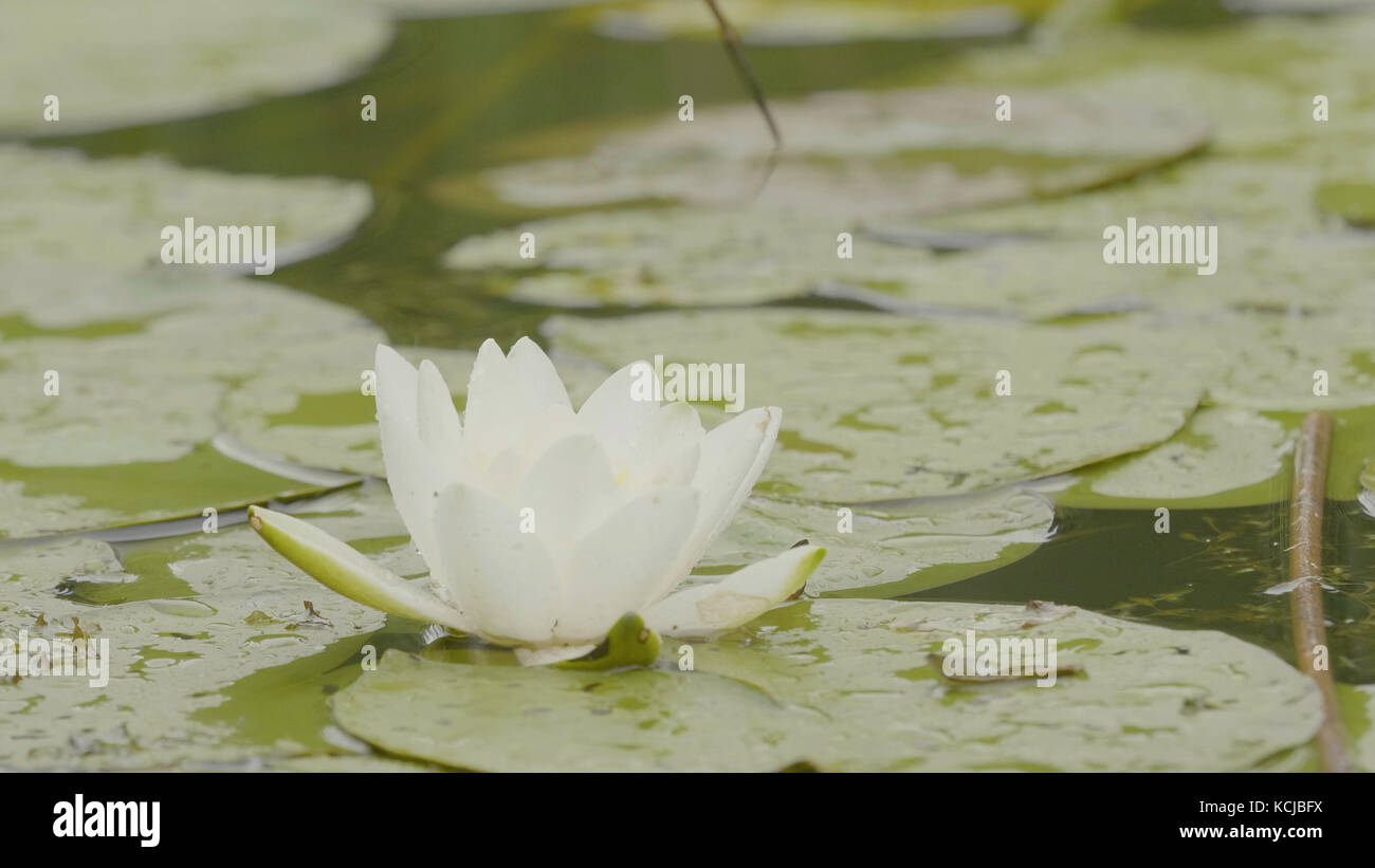 Water lily in swamp. Lotus in nature on natural background. White Lotus ...