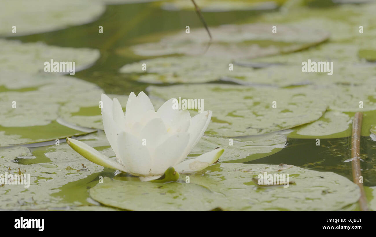 Water lily in swamp. Lotus in nature on natural background. White Lotus ...