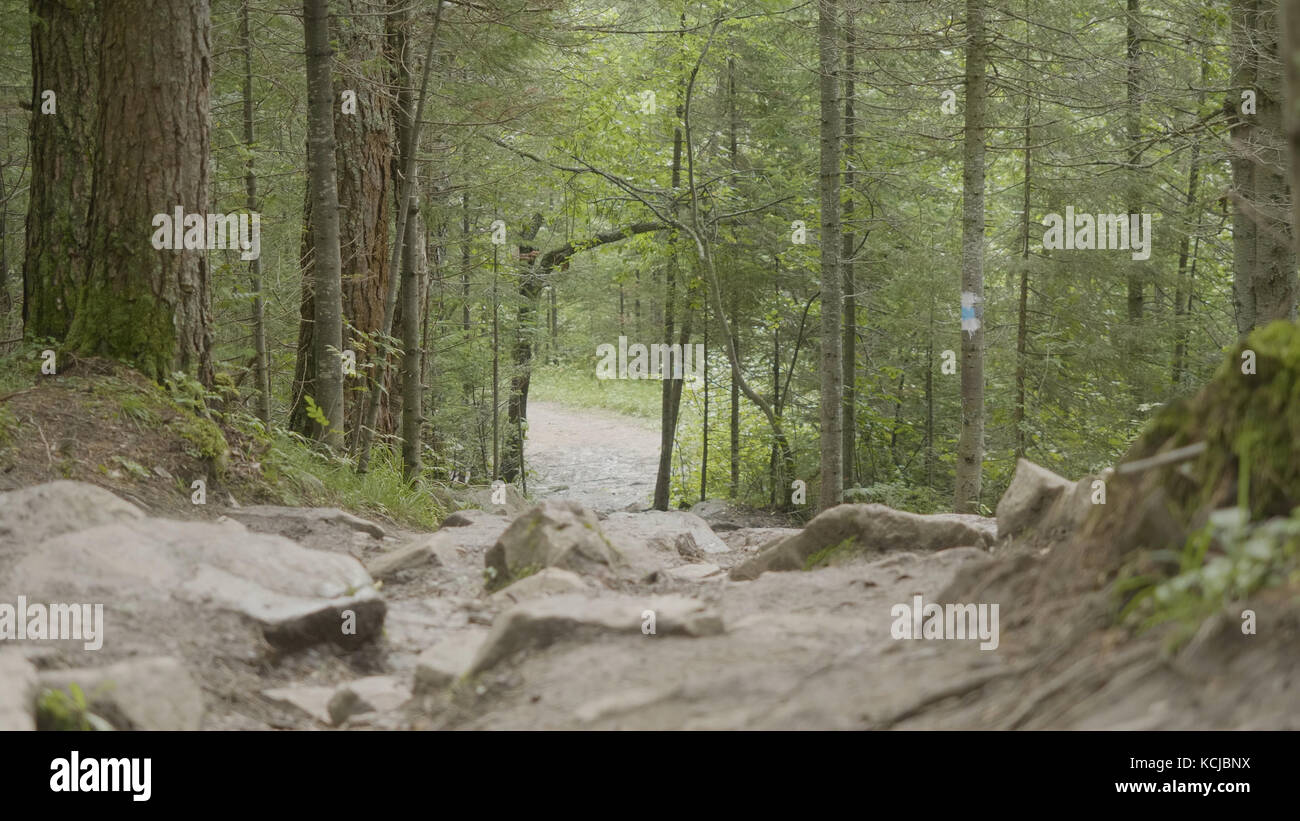 Mountain road and the forest. Rocky road in the woods Stock Photo - Alamy