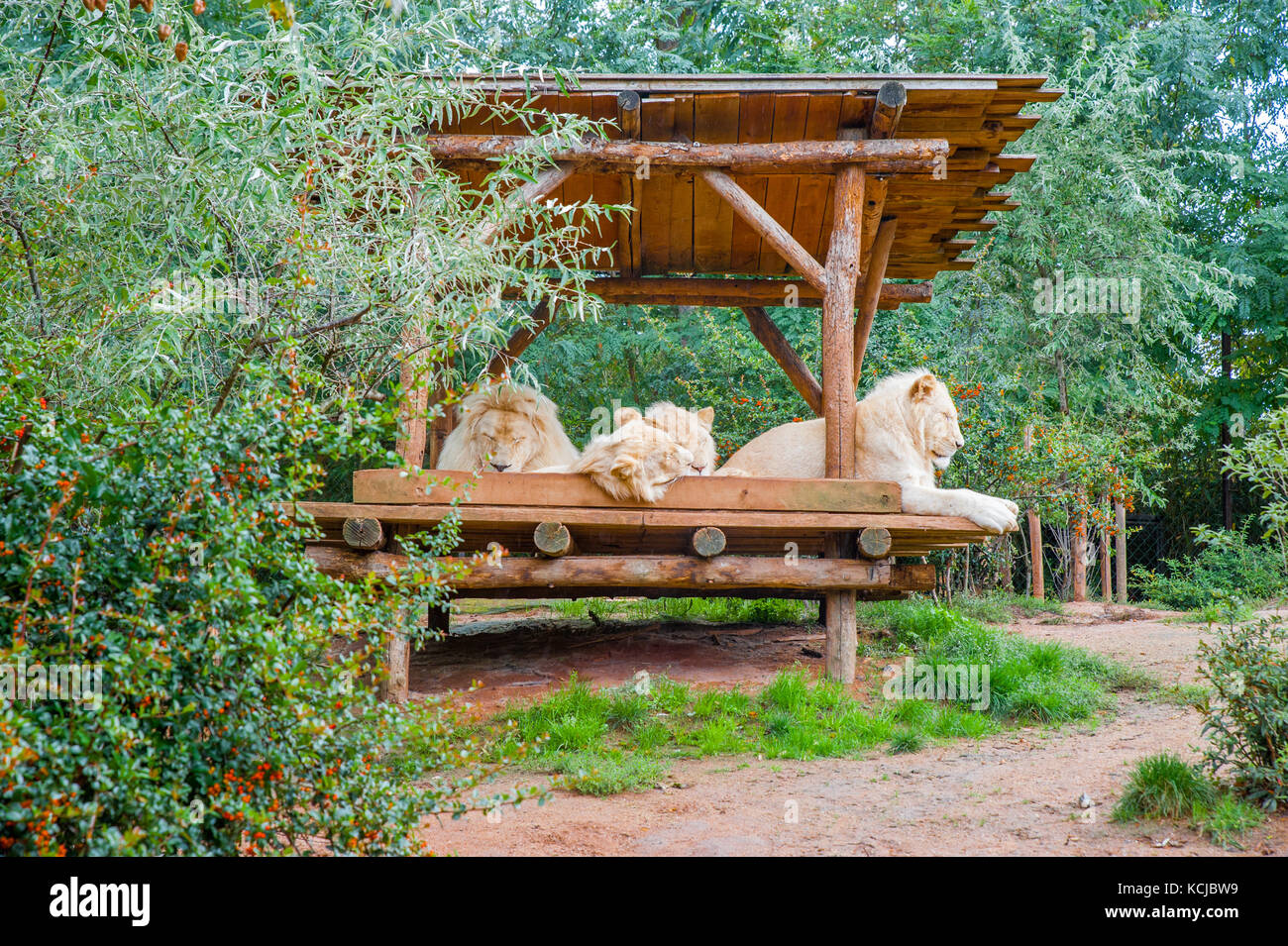 Group of lions hi-res stock photography and images - Alamy