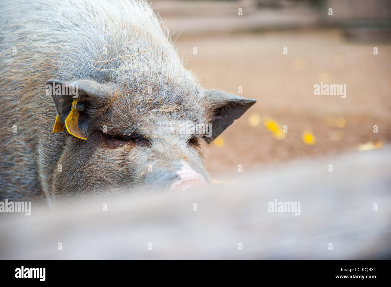 Pig animal hi-res stock photography and images - Alamy
