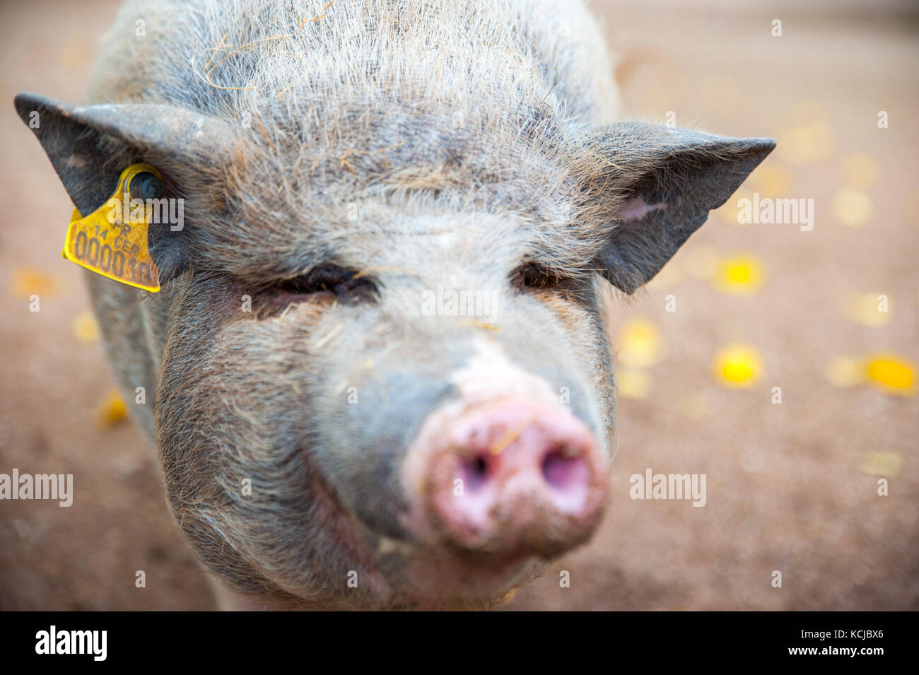 Pig pose hi-res stock photography and images - Alamy