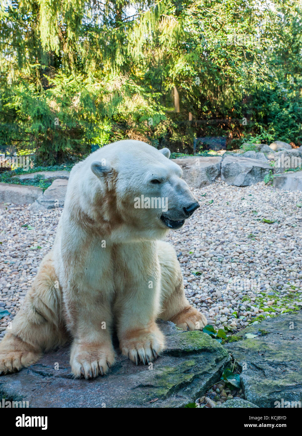 Sad polar bear hi-res stock photography and images - Alamy