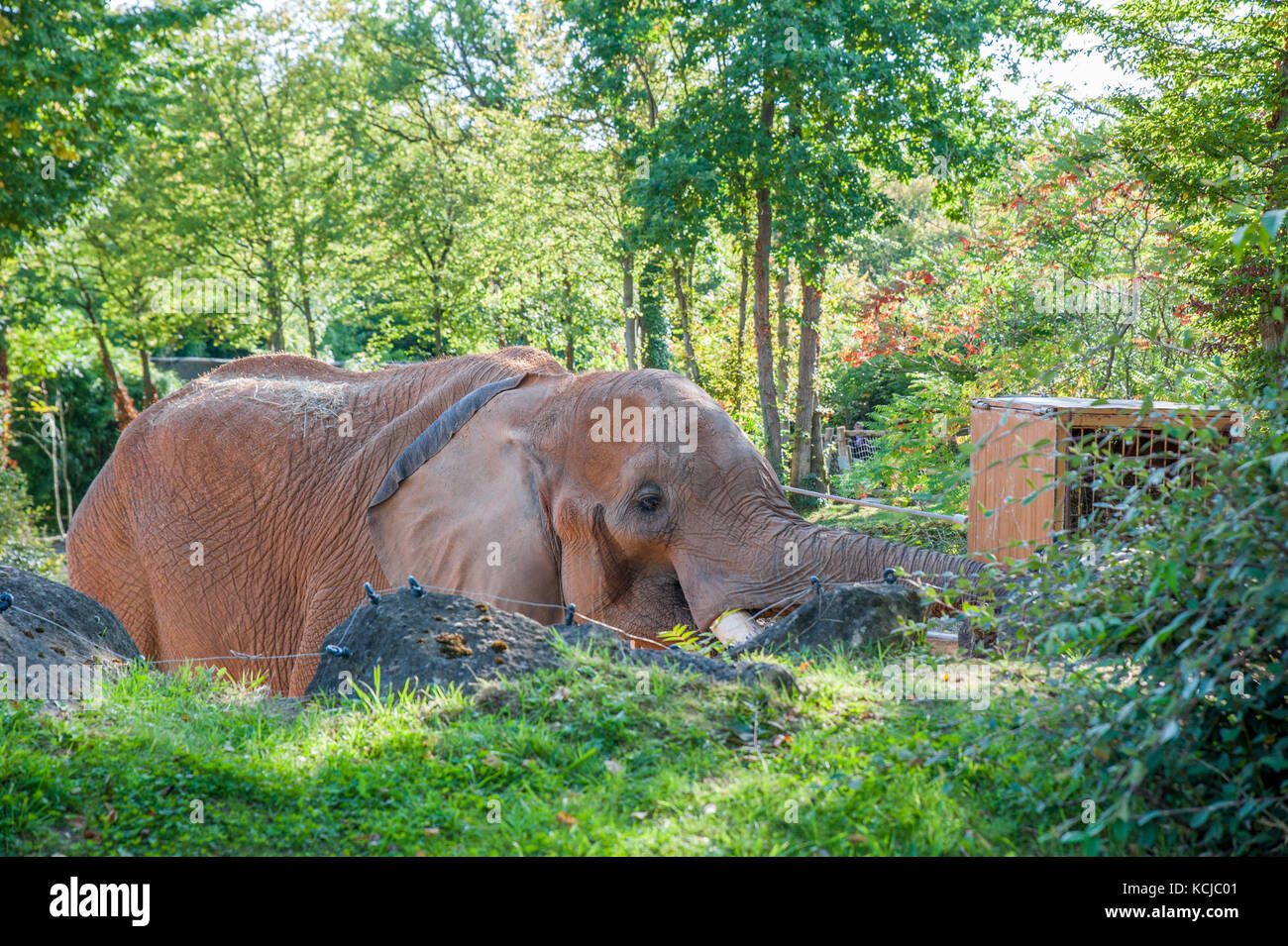 Elephant eating grass hi-res stock photography and images - Alamy