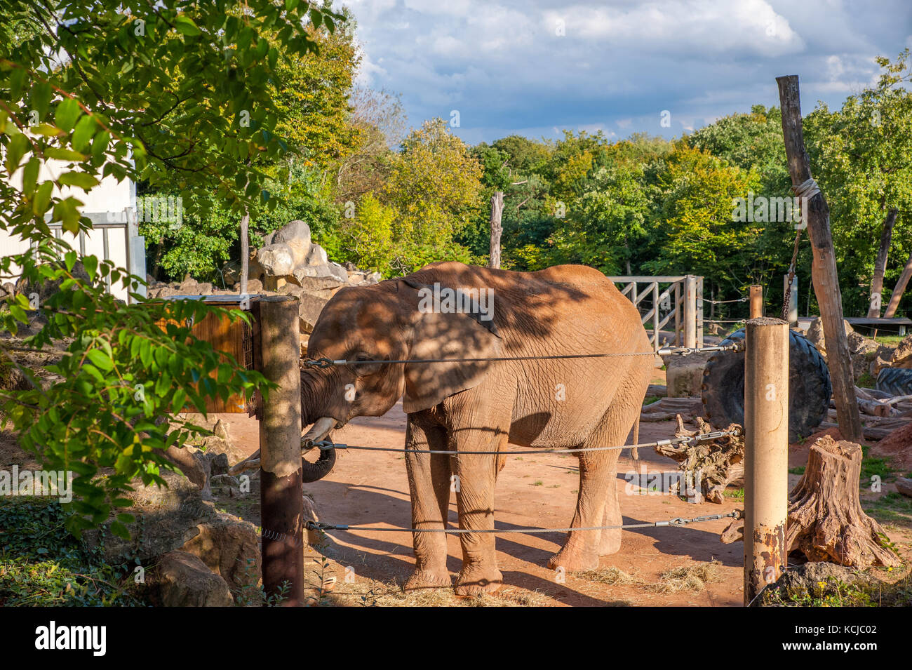 Wild male elephant during hi-res stock photography and images - Alamy