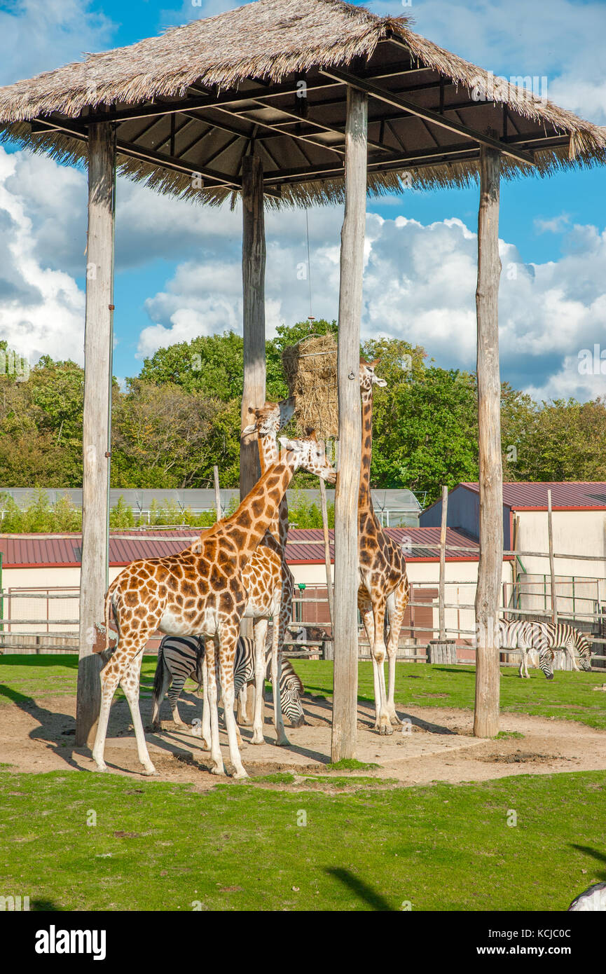 Giraffes eating straw during feeding time in zoo Stock Photo - Alamy