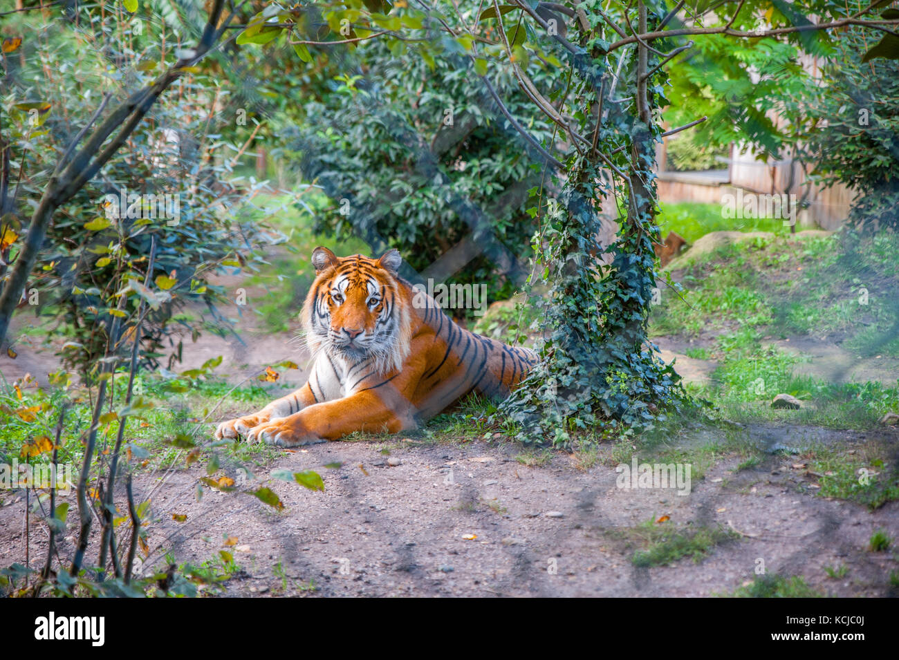 Lying down tiger hi-res stock photography and images - Alamy