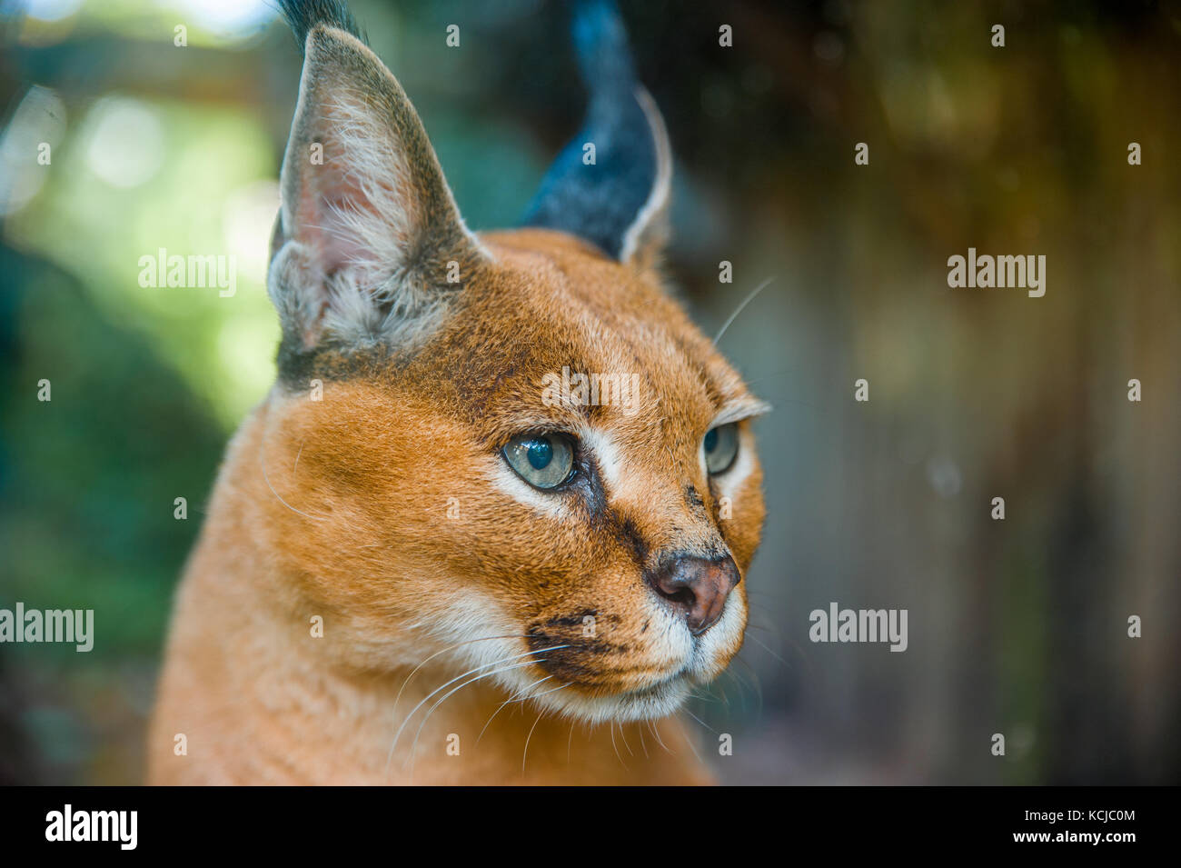 Caracal eyes hi-res stock photography and images - Alamy