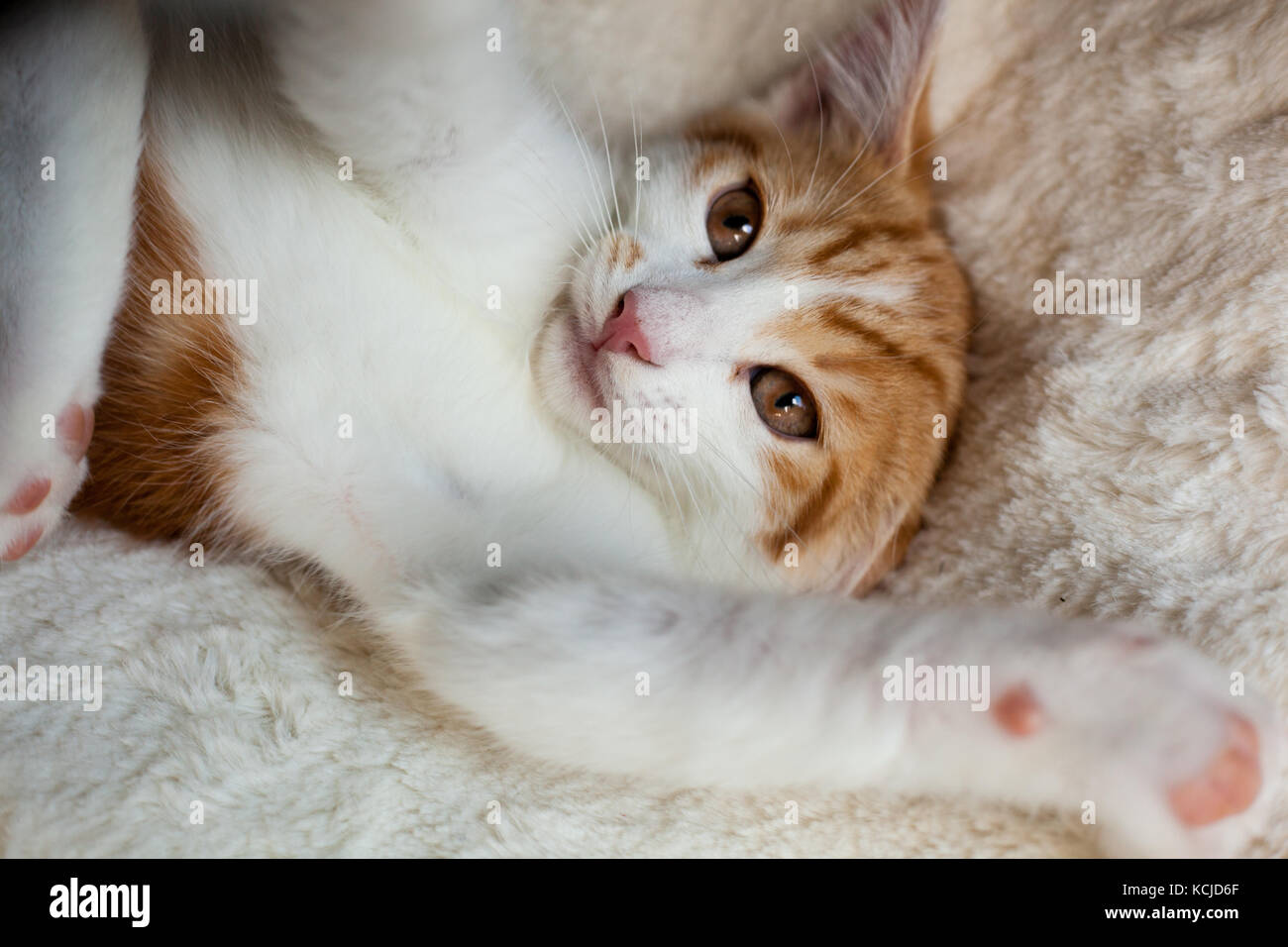 Ginger cat paws hi-res stock photography and images - Alamy
