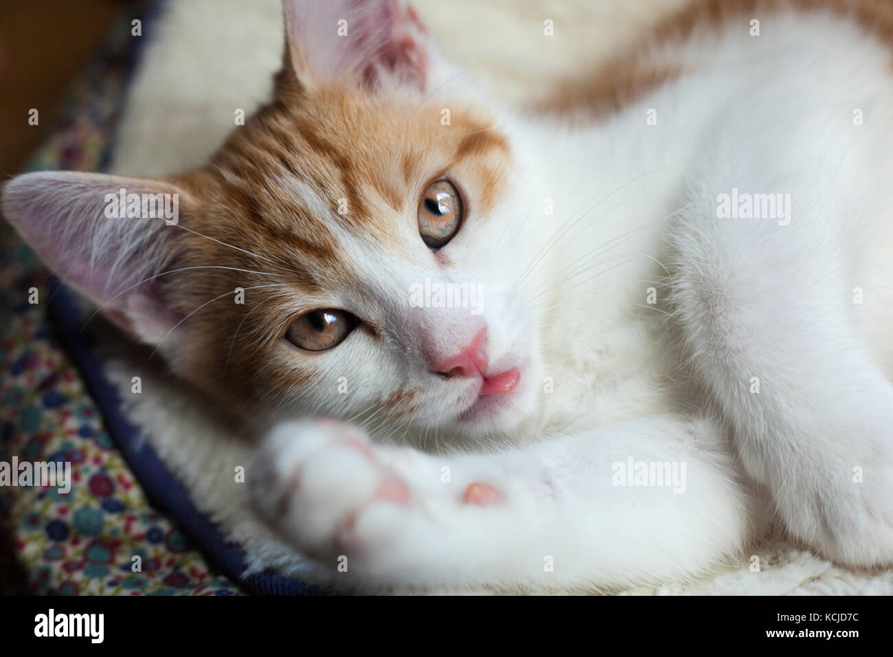ginger kitten cleaning himself Stock Photo - Alamy