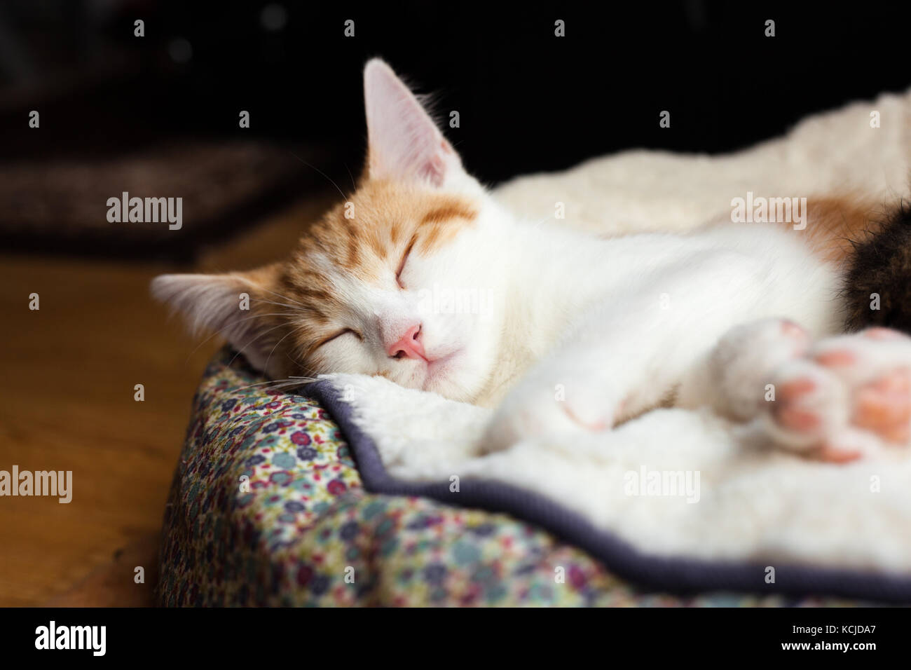 photo of a ginger cat sleeping in his bed Stock Photo - Alamy