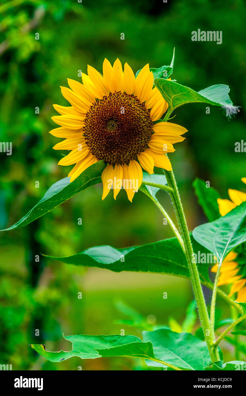 Sunflower in a garden Stock Photo - Alamy
