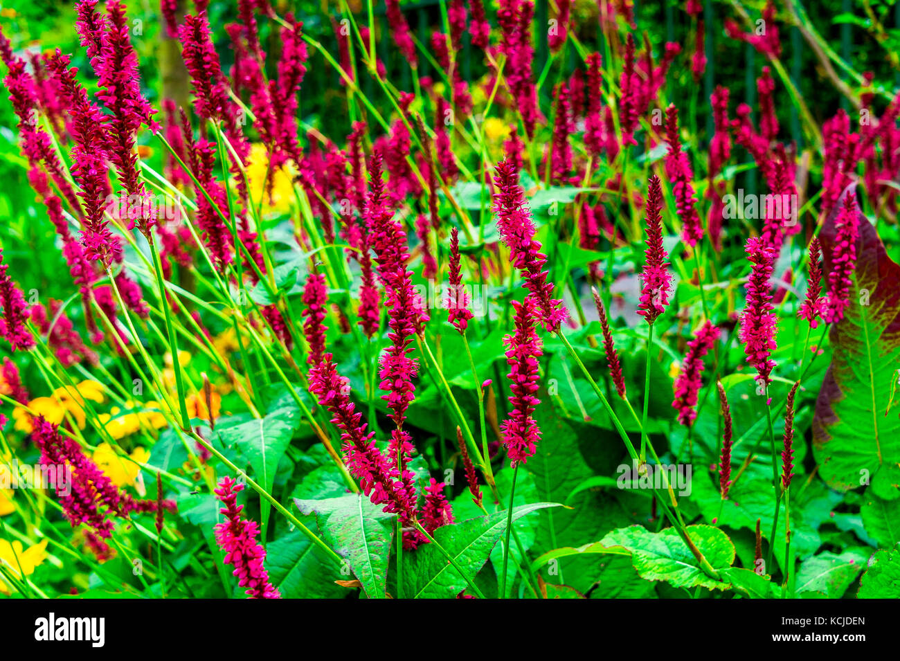 Array of flowers hi-res stock photography and images - Alamy