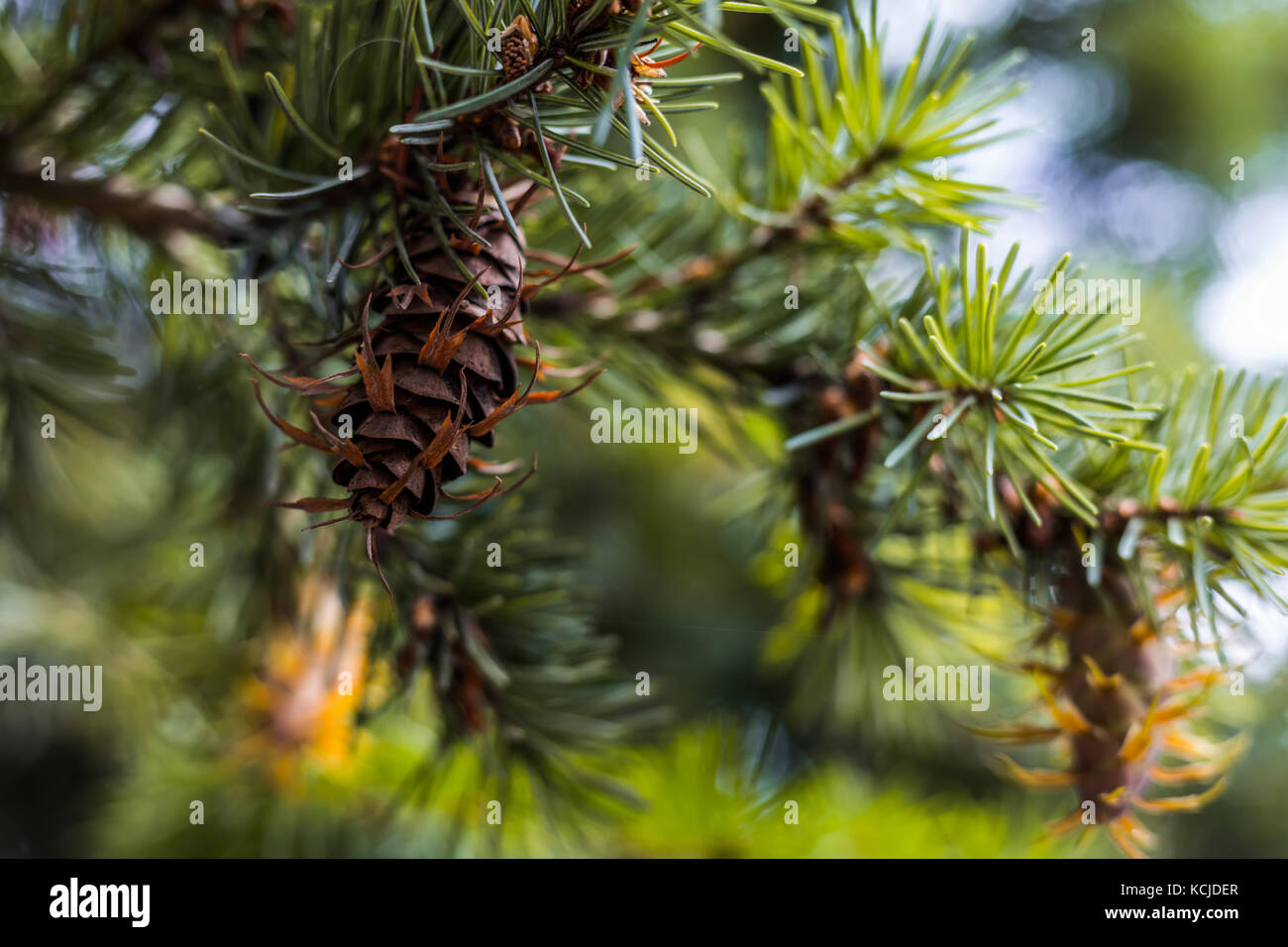Douglas fir tree branch with cones on autumn. Closeup Stock Photo - Alamy