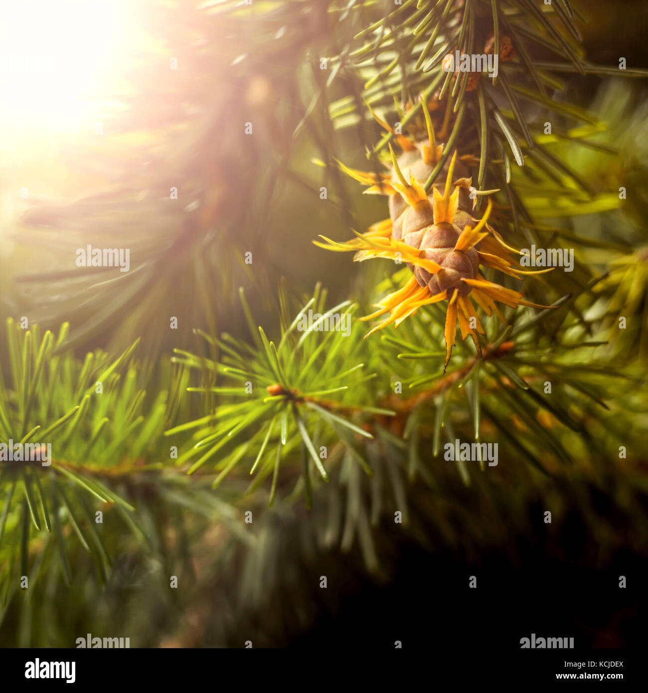 Douglas fir tree branch with cones on autumn. Closeup Stock Photo - Alamy