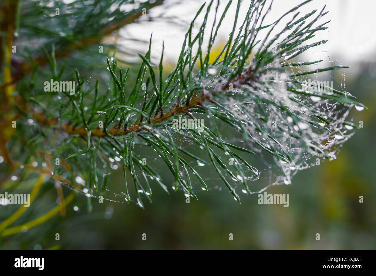 Christmas tree with raindrops and spider web can be used as background ...