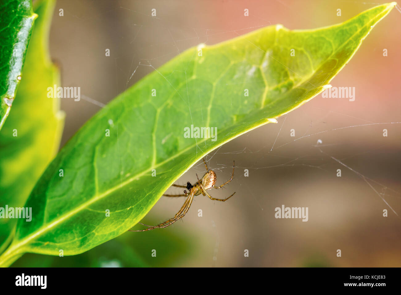 Small spider hanging under green leaf Stock Photo - Alamy