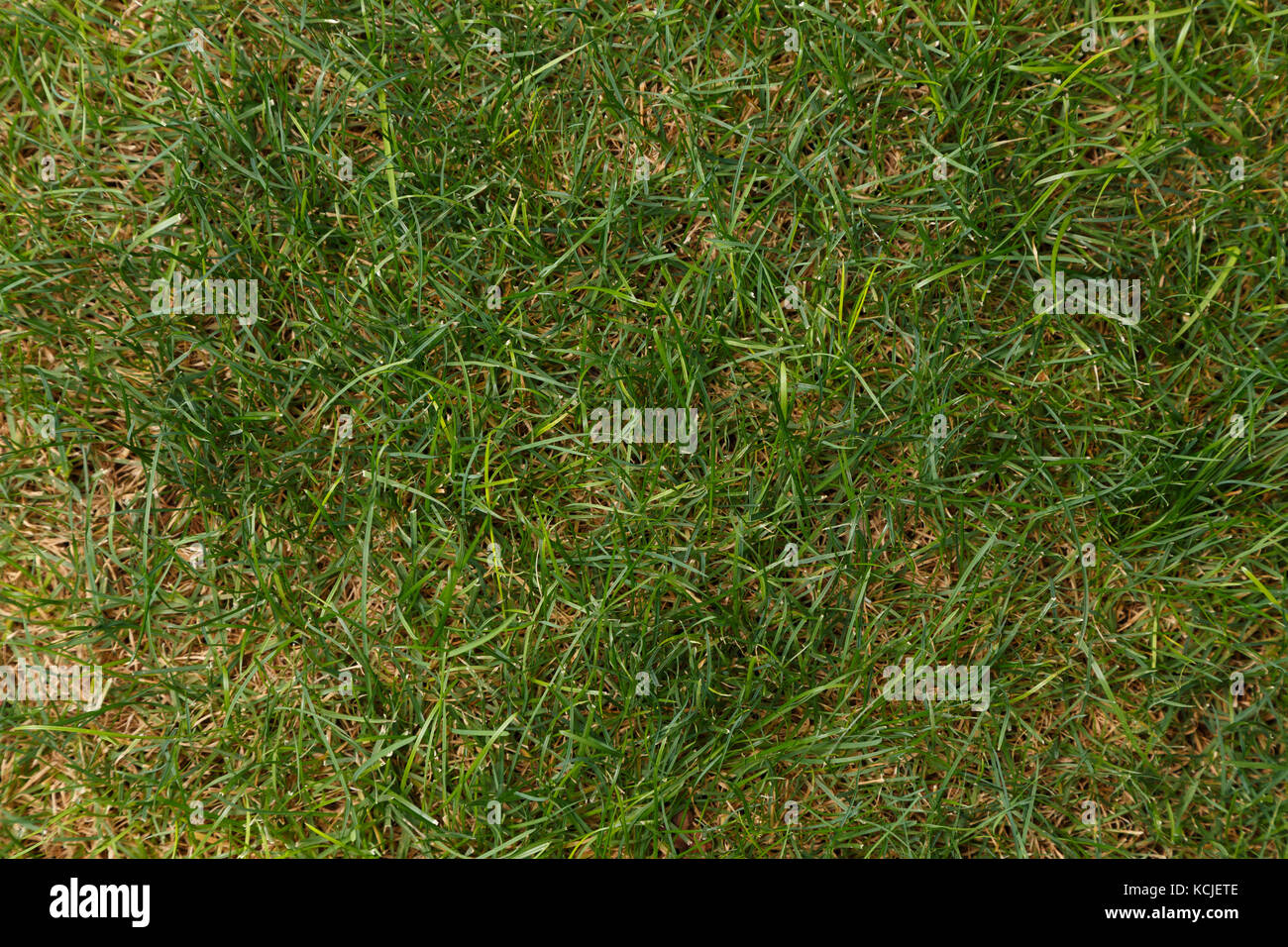 green grass high quality texture shot on canon 6D Stock Photo - Alamy