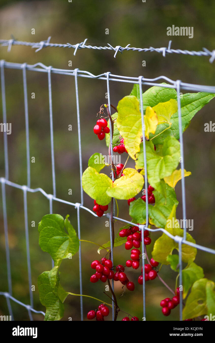 Close-up of the ripe poisonous fruit berries of the Black Bryony plant ...