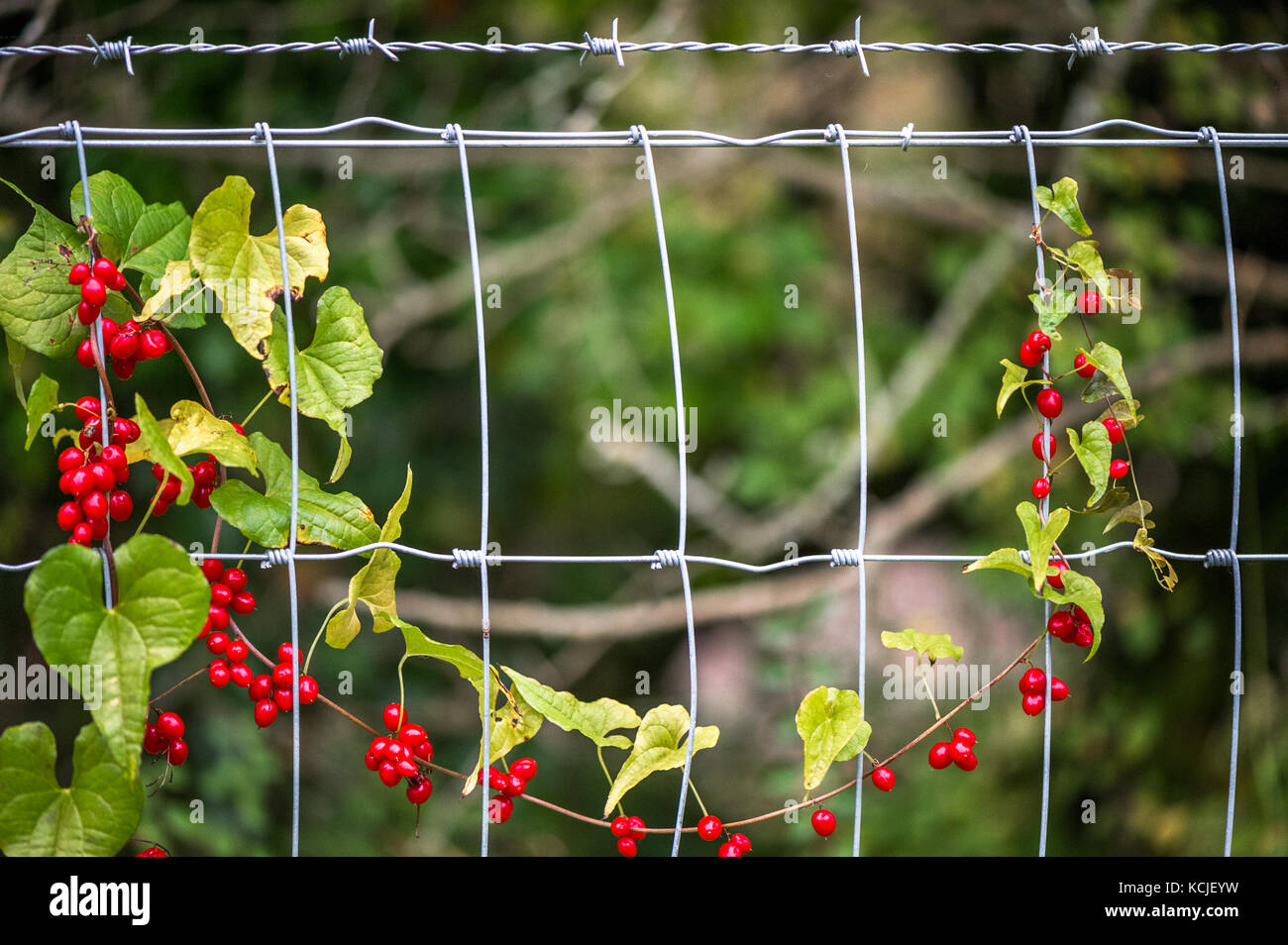 Close-up of the ripe poisonous fruit berries of the Black Bryony plant ...