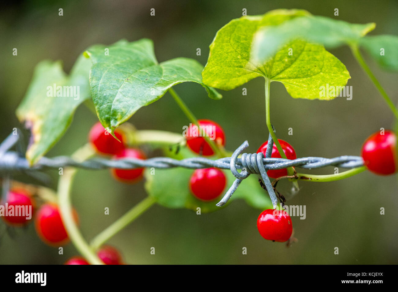 Close-up of the ripe poisonous fruit berries of the Black Bryony plant ...