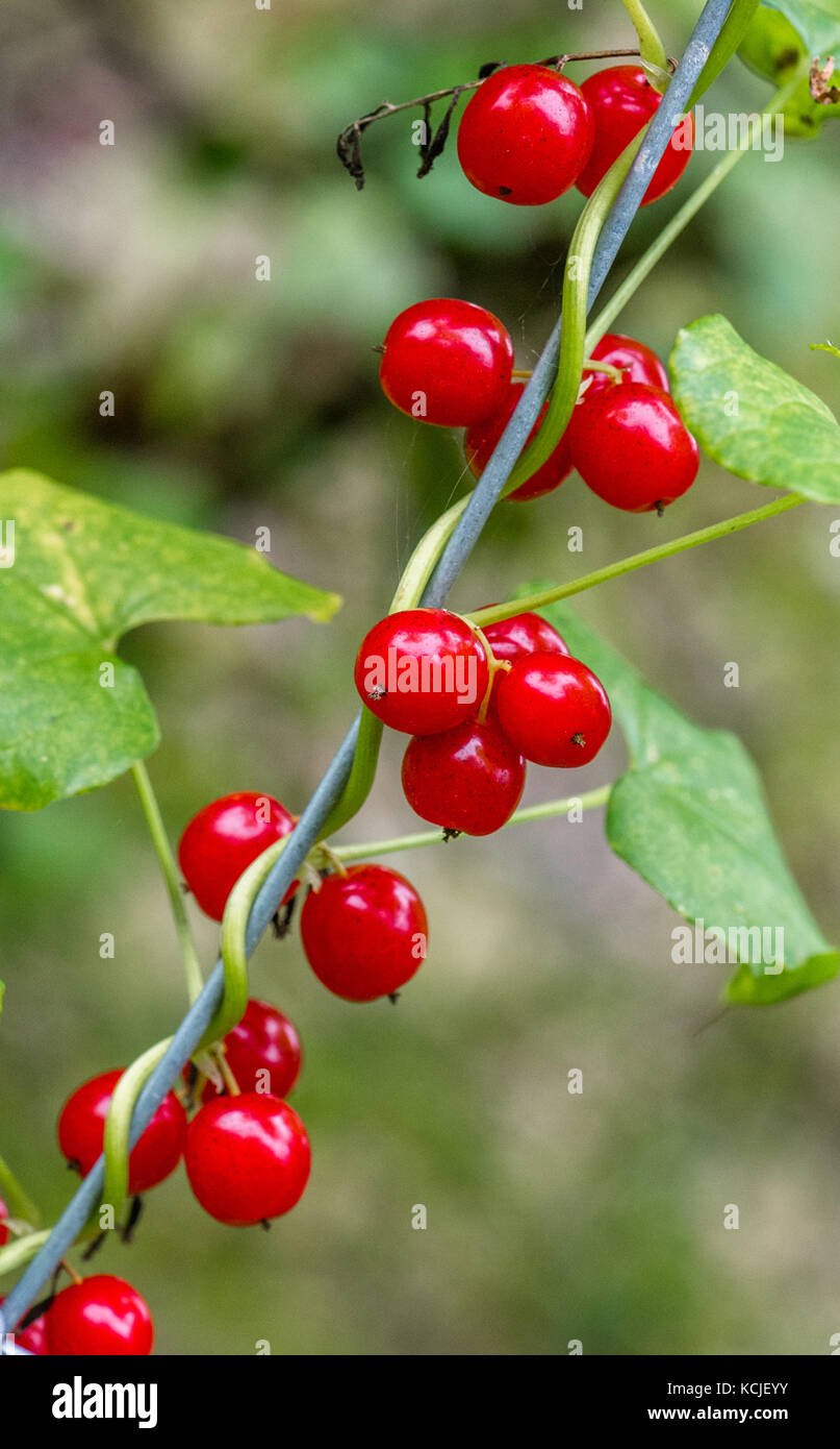 Close-up of the ripe poisonous fruit berries of the Black Bryony plant ...