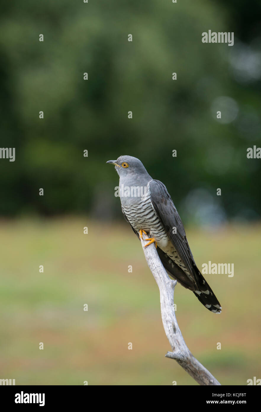 Cuckoo: Cuculus canorus. Male. Surrey, UK Stock Photo - Alamy