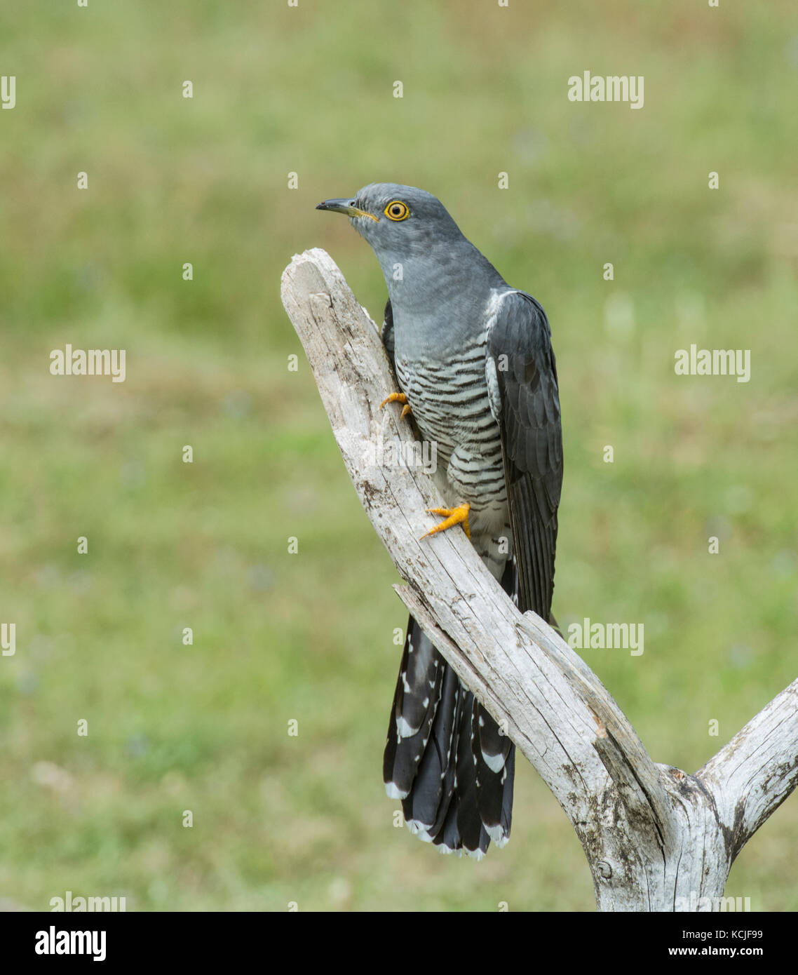 Cuckoo: Cuculus canorus. Male. Surrey, UK Stock Photo - Alamy