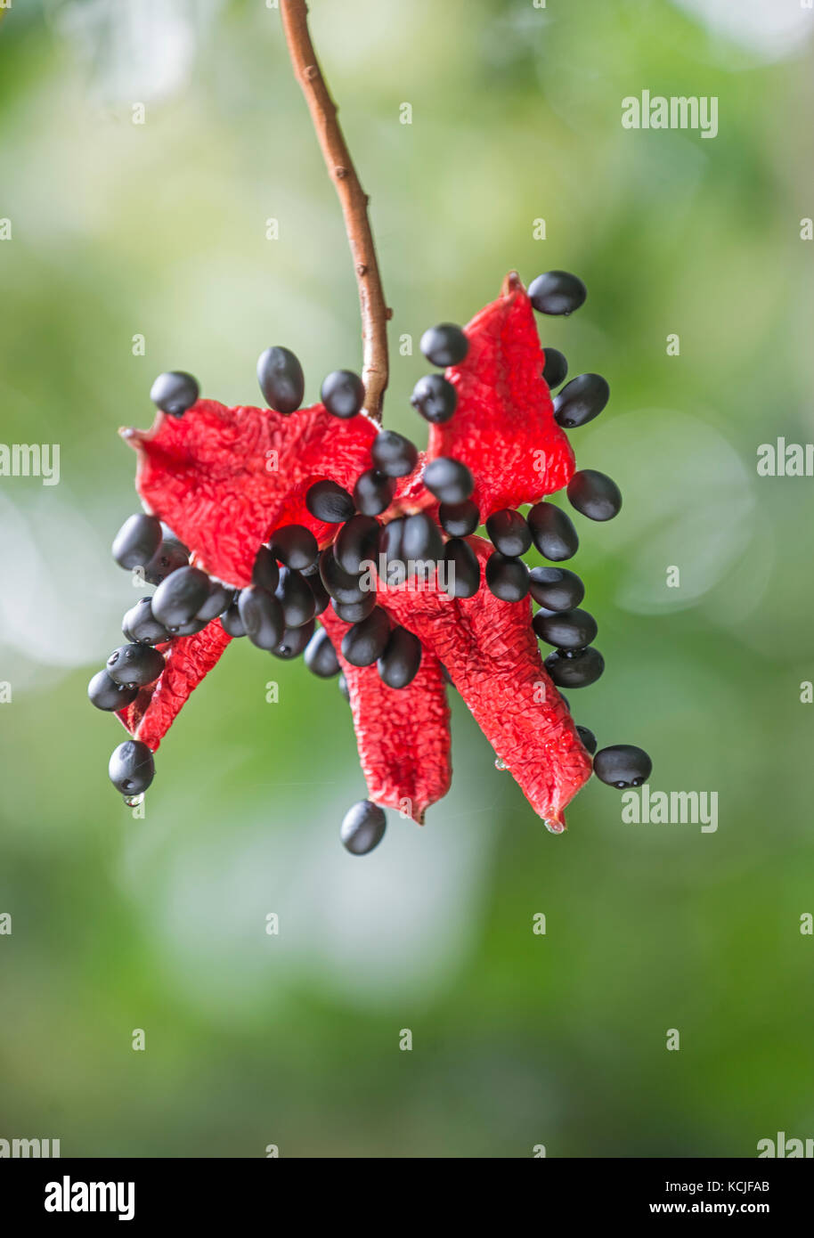 Sterculia hi-res stock photography and images - Alamy