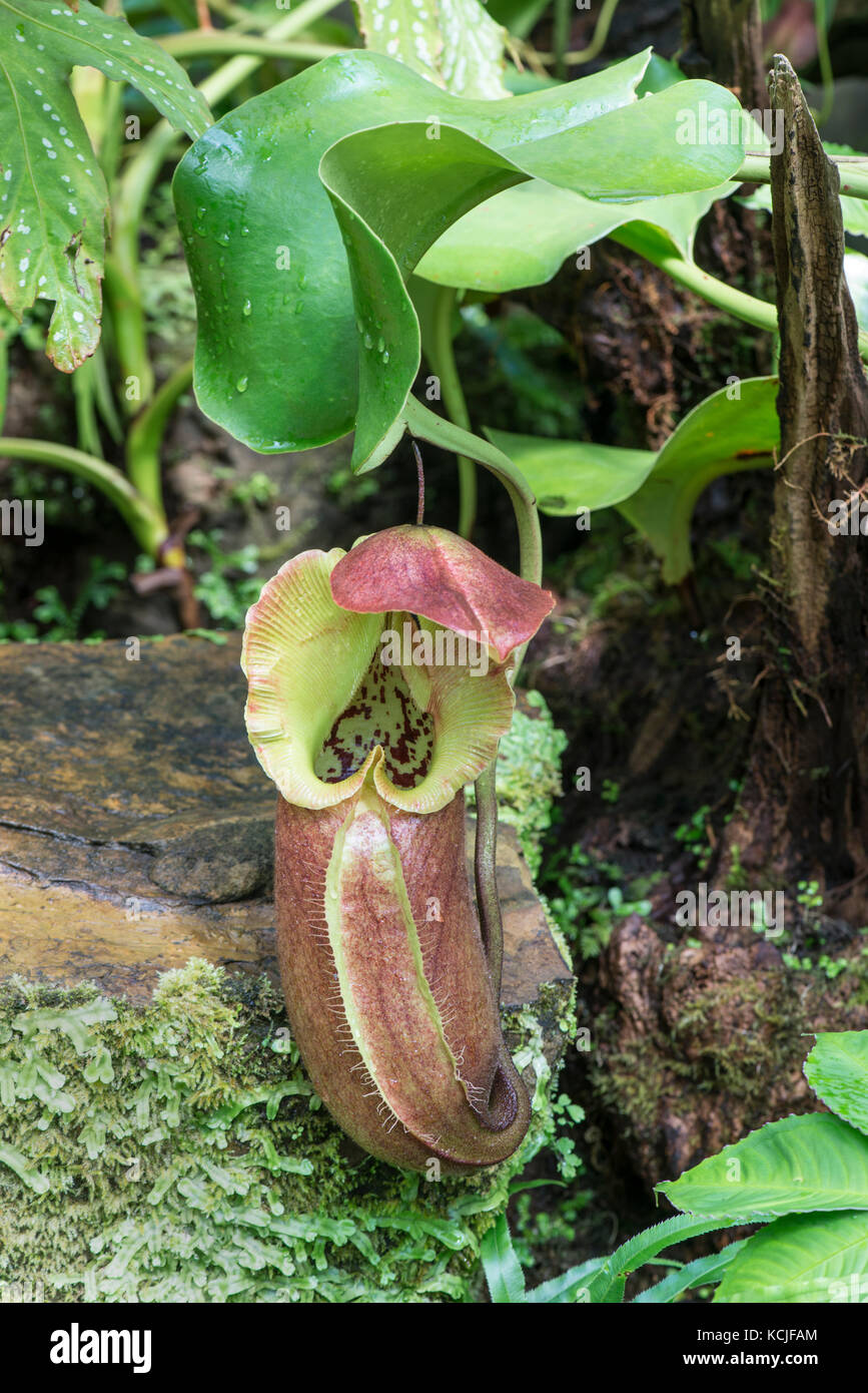 Carnivorous Pictcher Plant (or Monkey Cup) Nepenthes robcantleyi ...