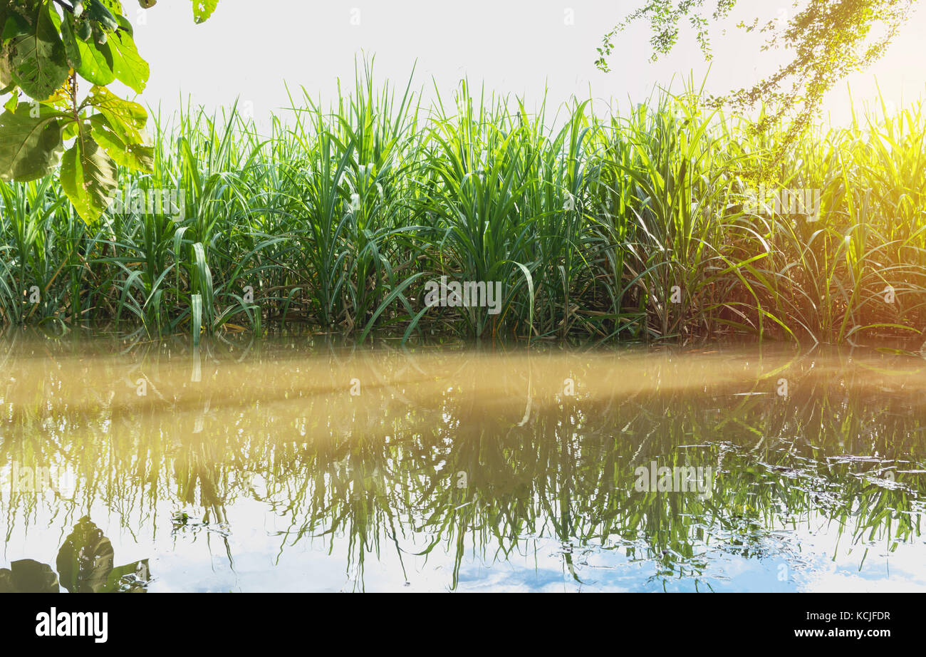 Sugar cane plantation farm sunset hi-res stock photography and images ...