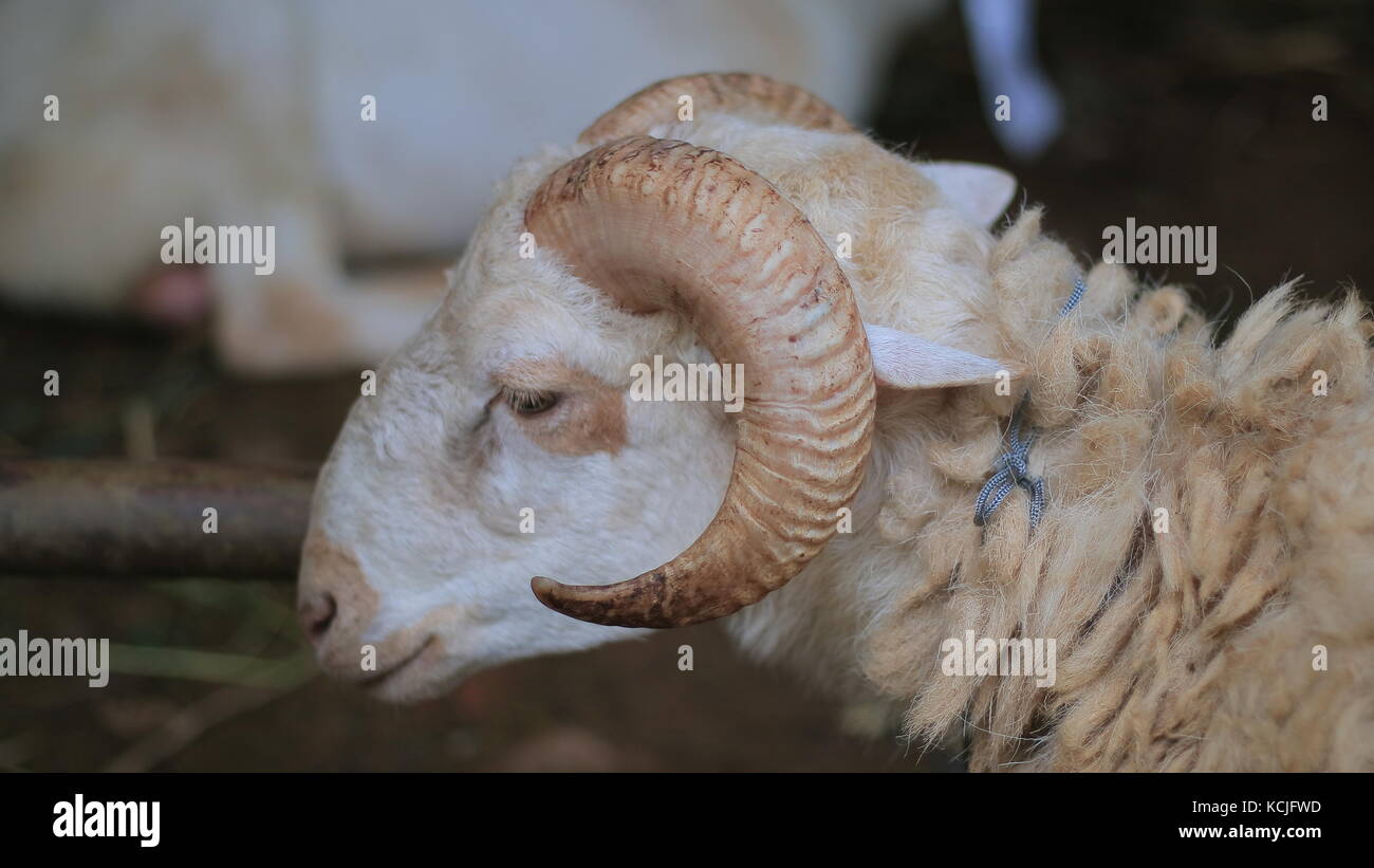 The Garut or Priangan sheep (Capra aegagrus hircus) from West Java ...