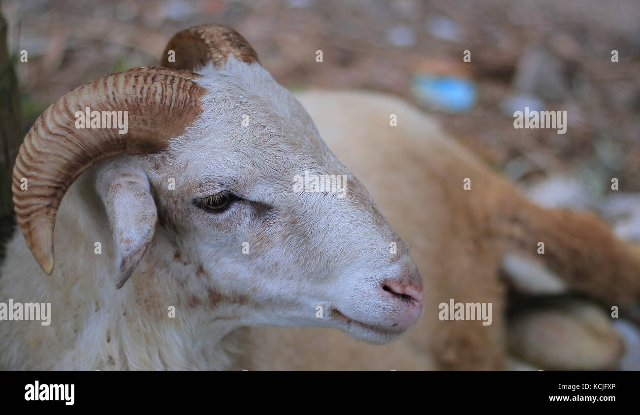 The Garut or Priangan sheep (Capra aegagrus hircus) from West Java ...