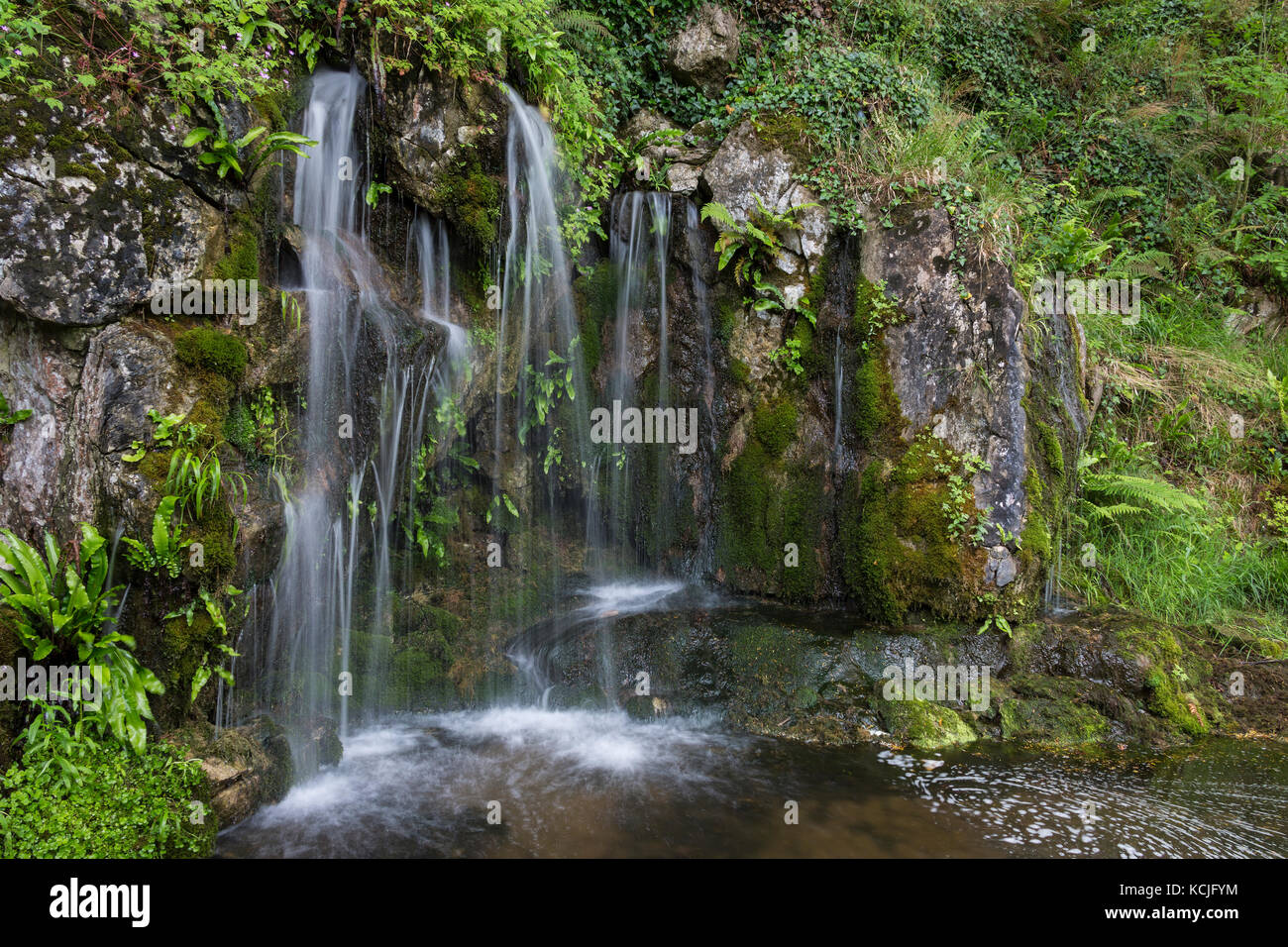 Fresh water flowing from a spring in woodland near Cork in Ireland ...
