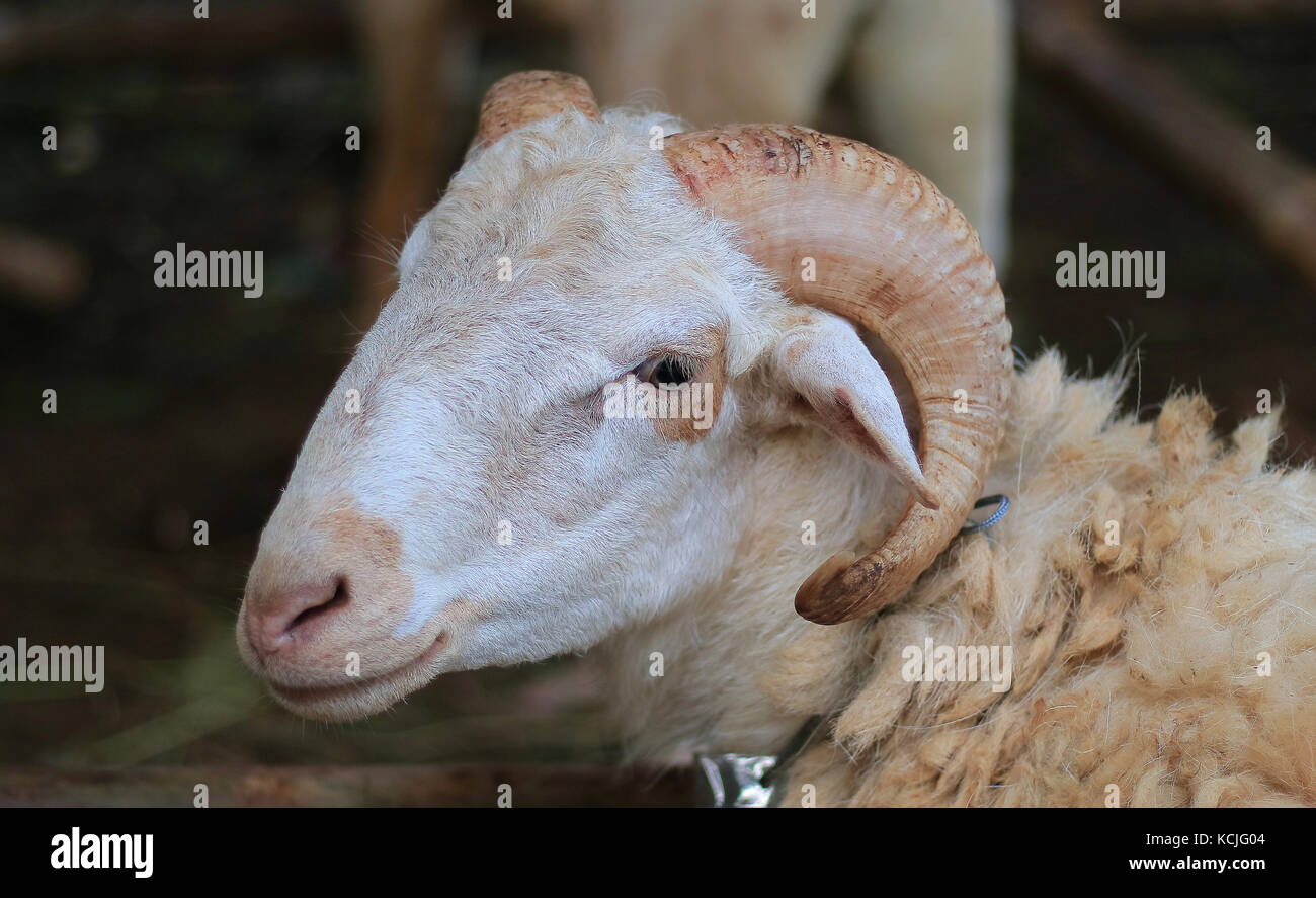 The Garut or Priangan sheep (Capra aegagrus hircus) from West Java ...